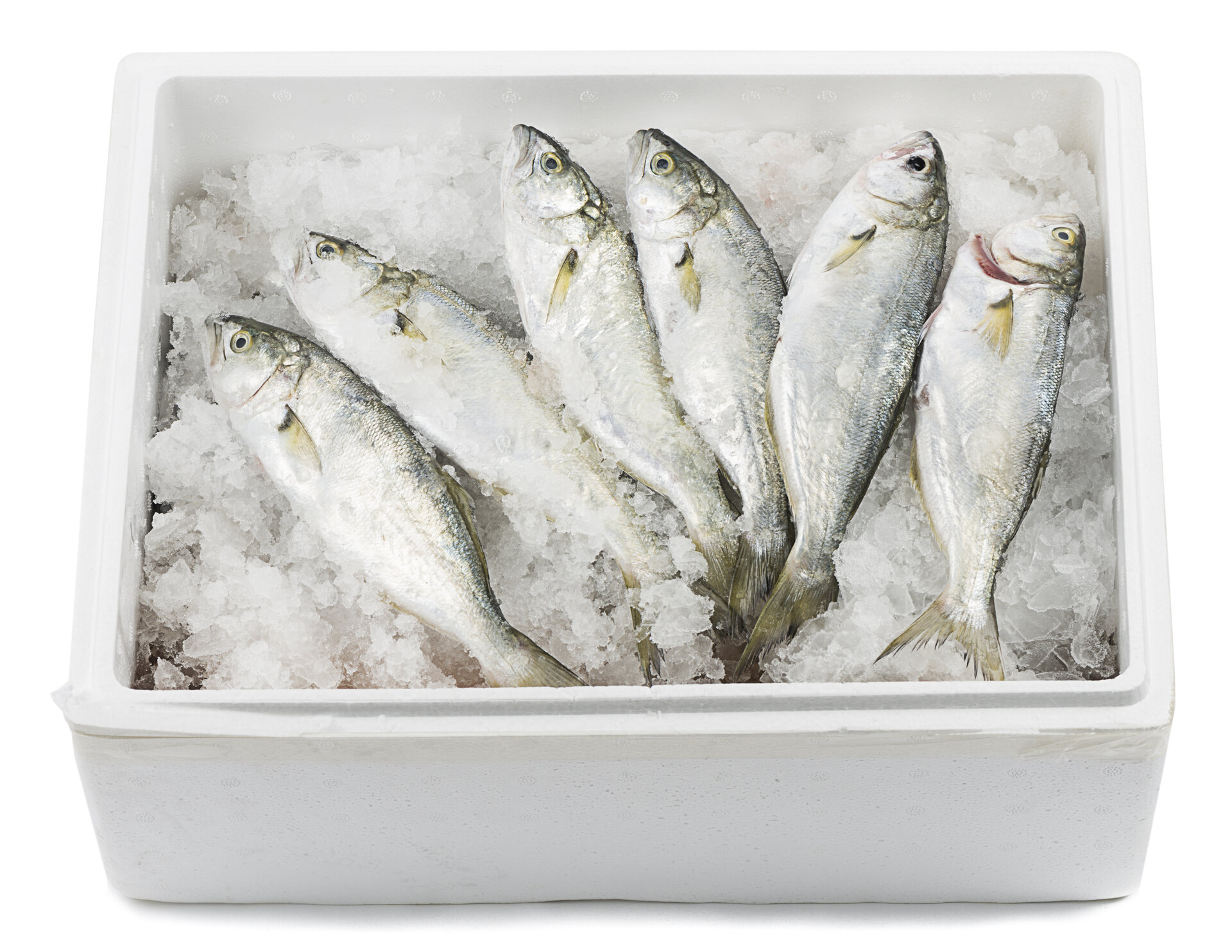Styrofoam Fish Box Tackling Marine Pollution From EPS Fish Boxes | WWF